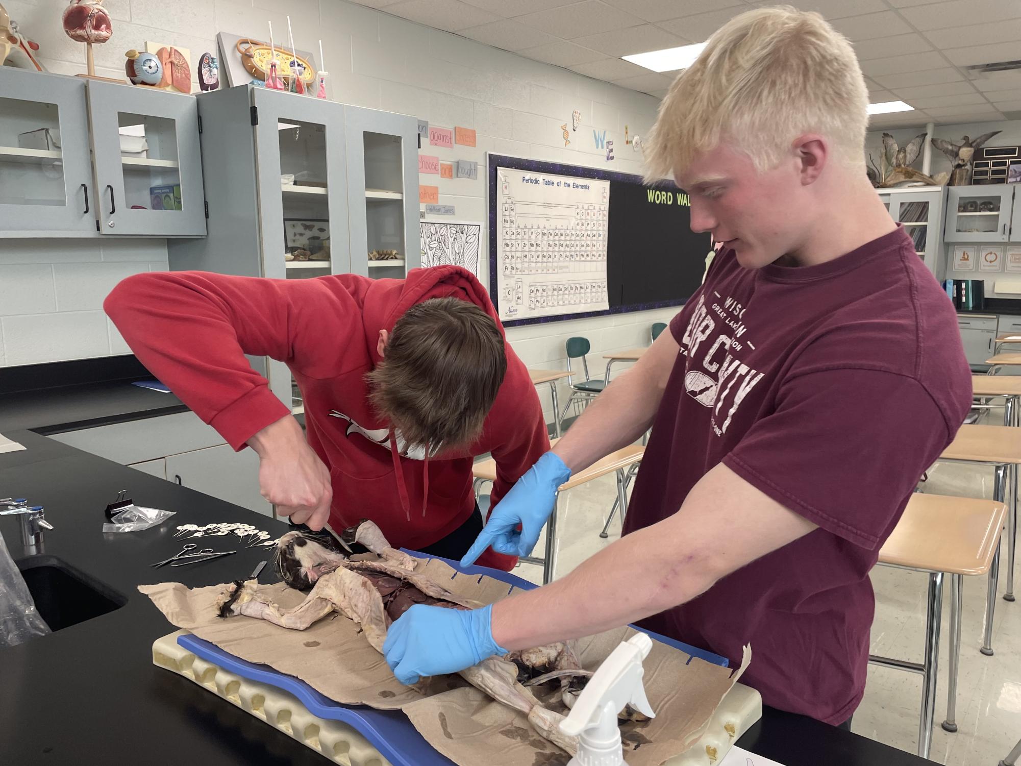 Advanced Bio completes first major dissection – The Red ‘n’ Green